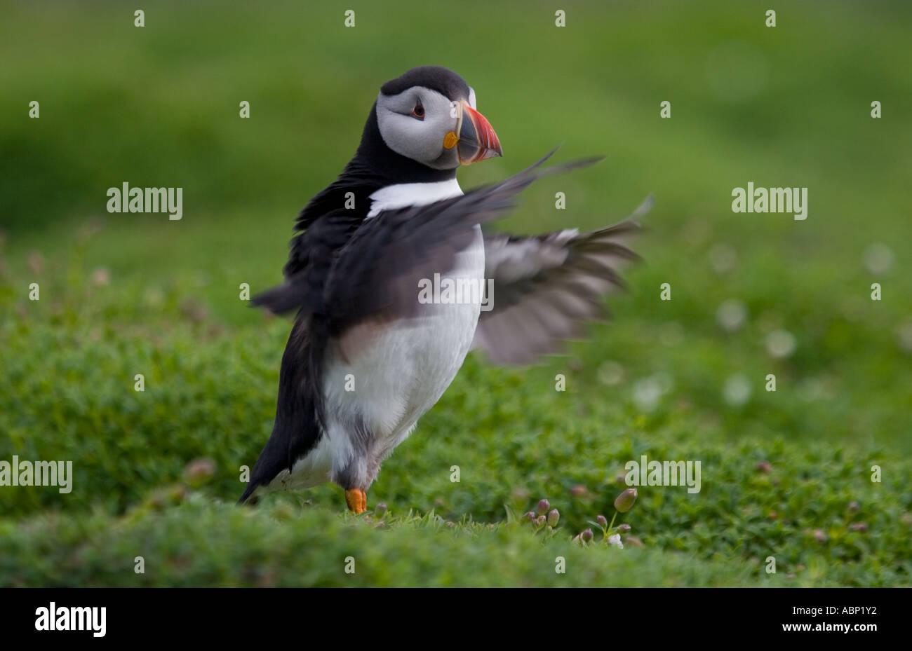Puffin displaying landscape 2 Stock Photo - Alamy