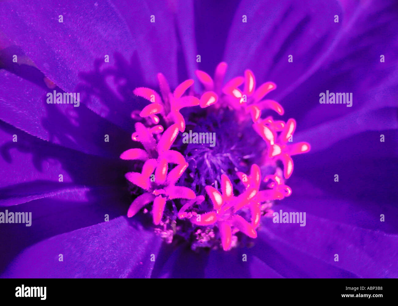 Bloom colors bloom colours hi-res stock photography and images - Alamy