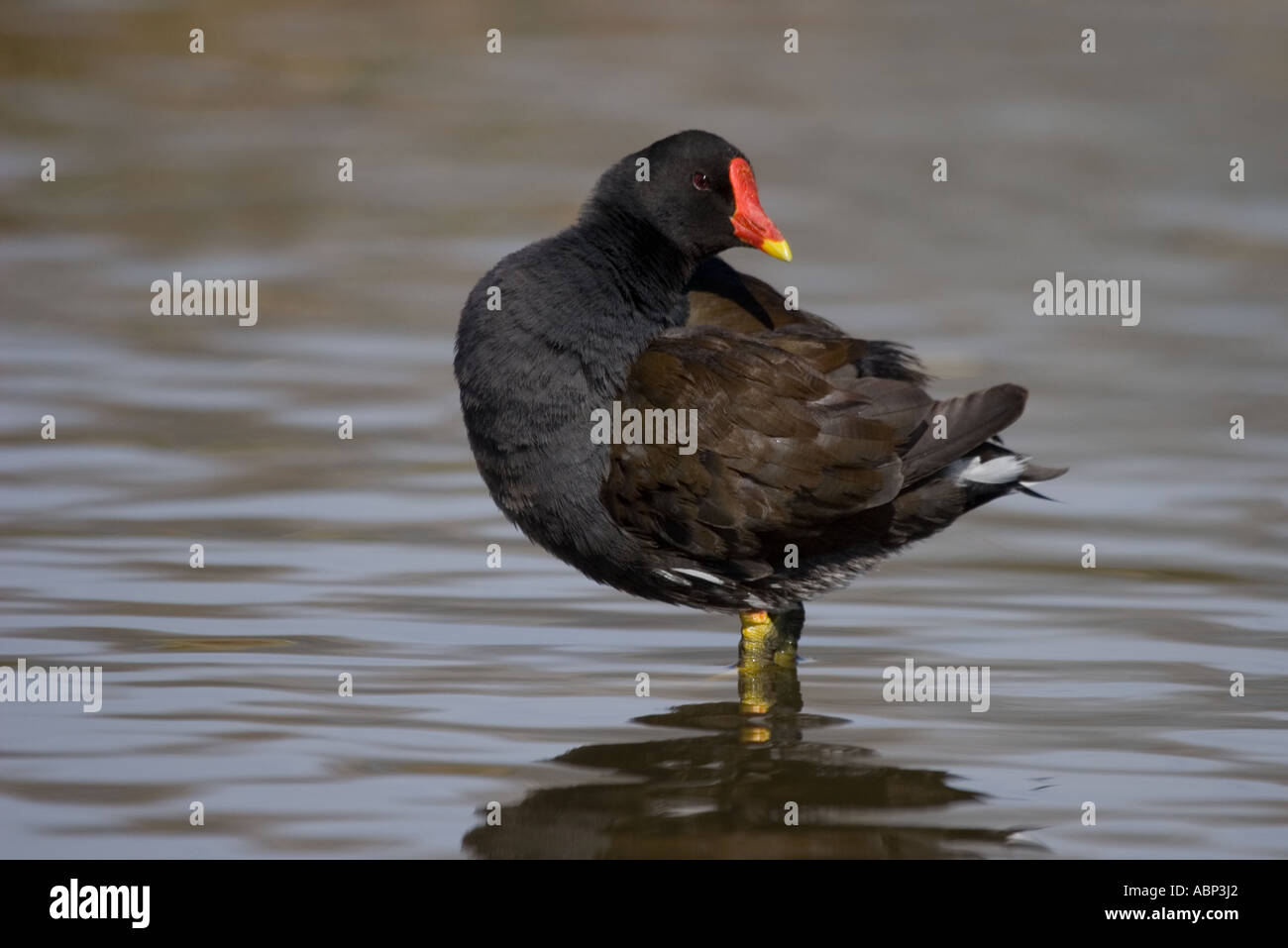 Moor ponds hi-res stock photography and images - Alamy