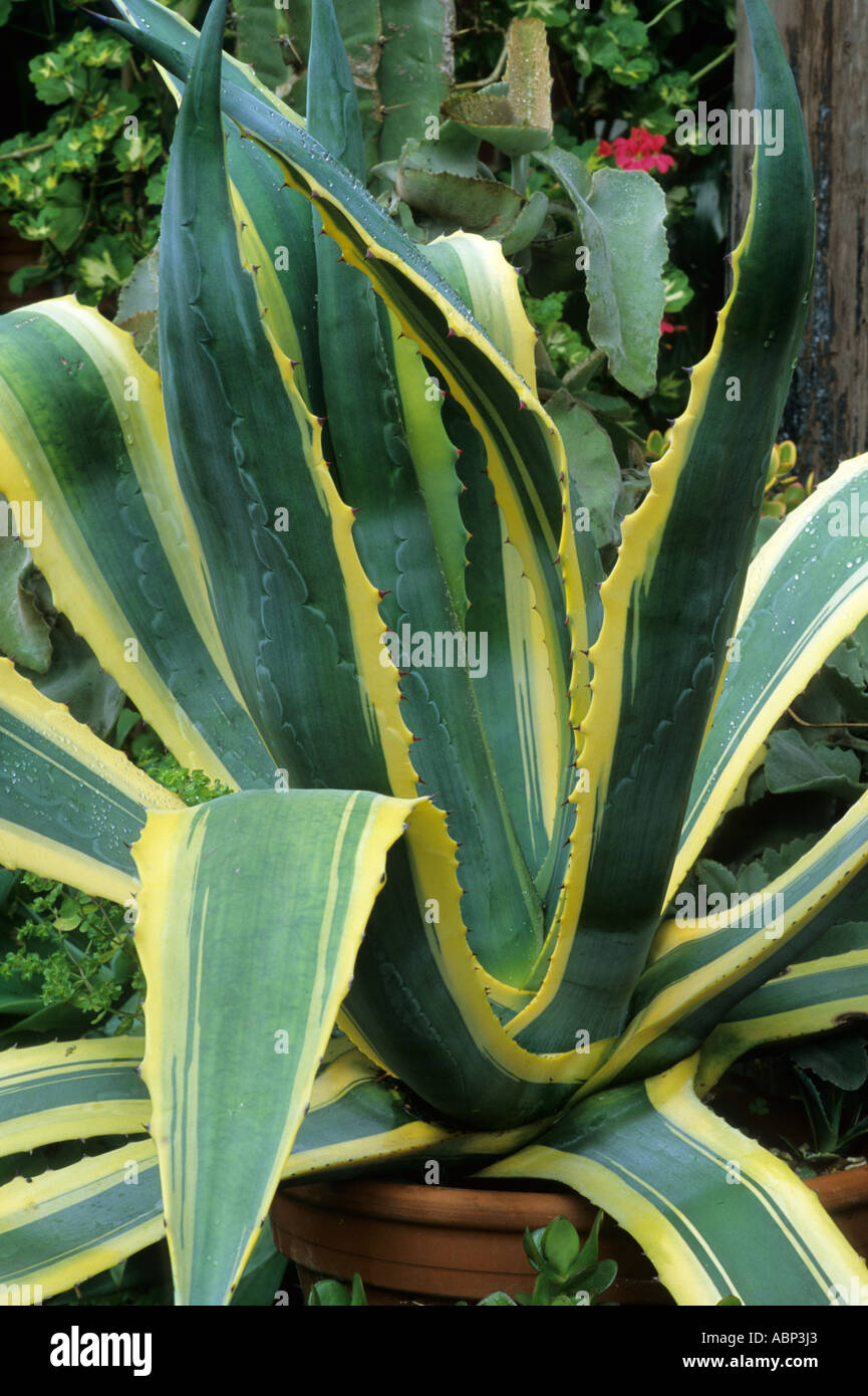 Agave americana Marginata in container Stock Photo - Alamy