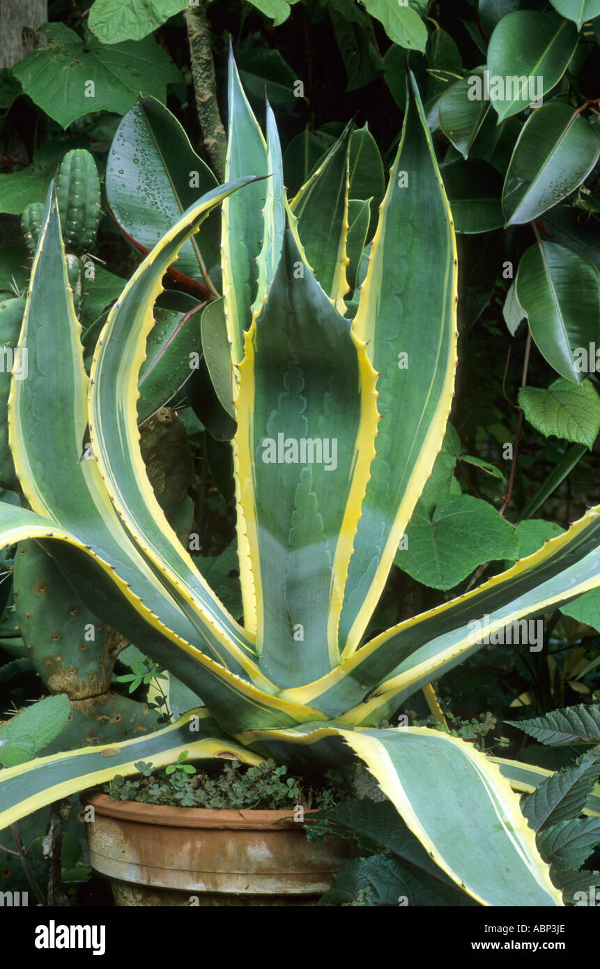 Agave americana container hi-res stock photography and images - Alamy