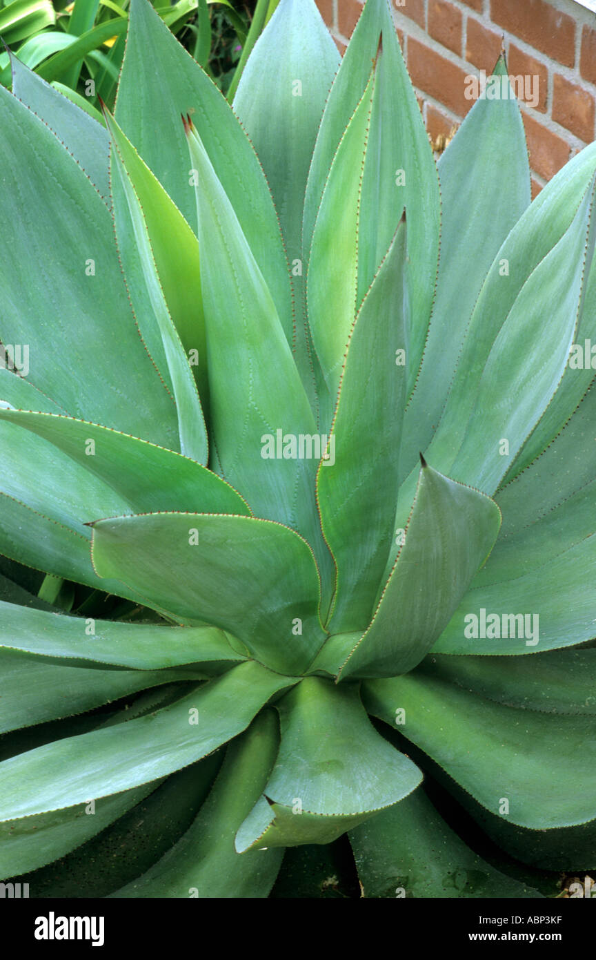 Agave celsii hi-res stock photography and images - Alamy