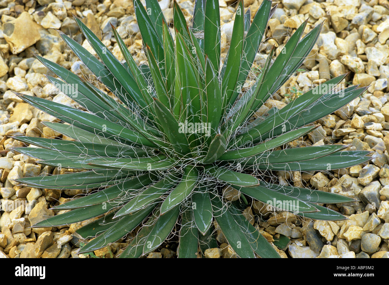 Agave filifera hi-res stock photography and images - Alamy