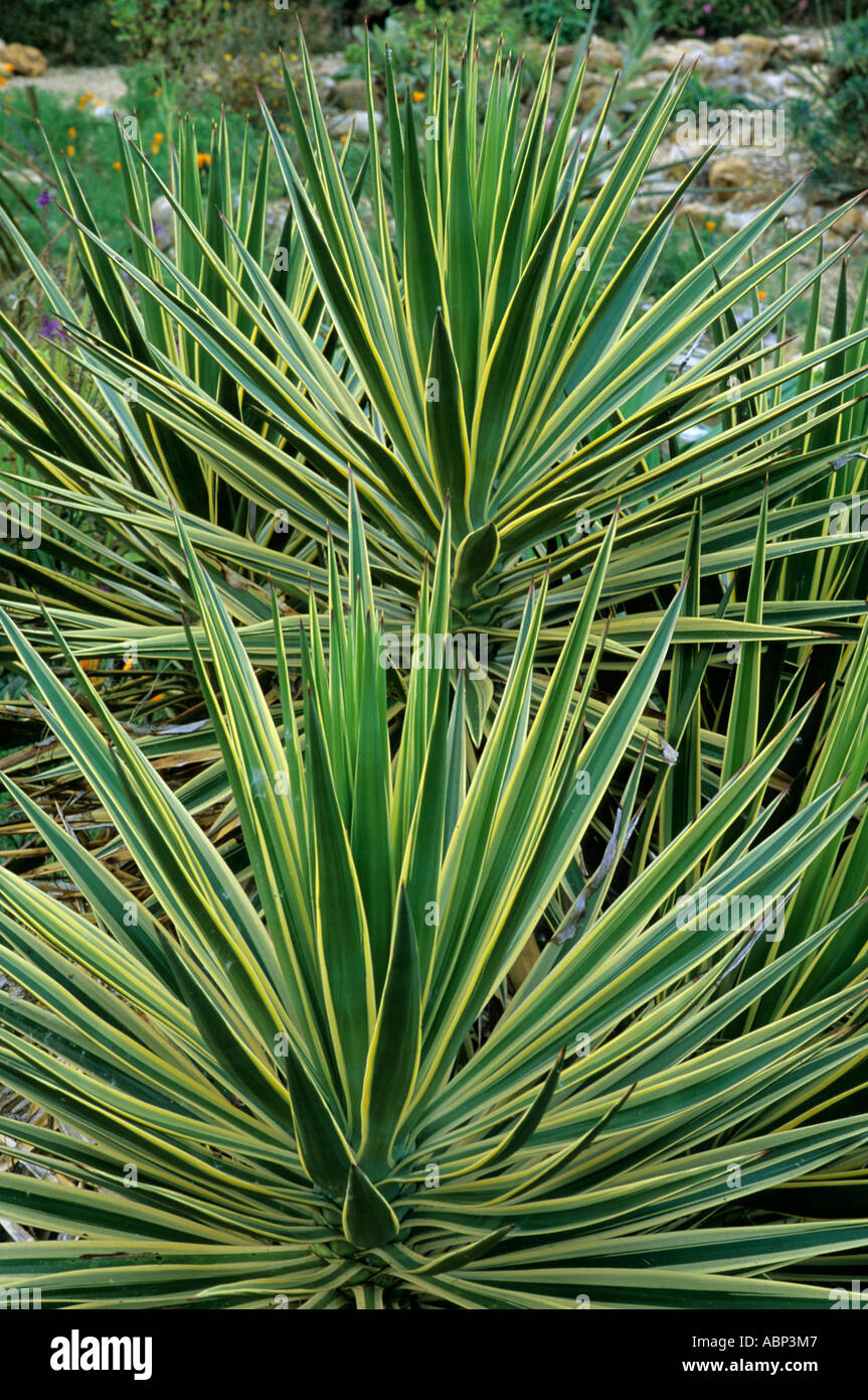 Utahensis agave hi-res stock photography and images - Alamy