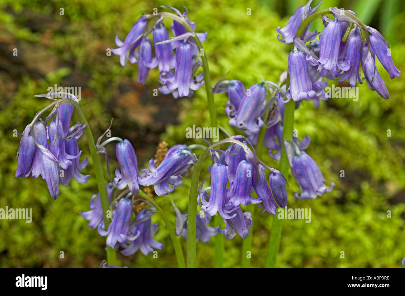 Hanging bluebells hi-res stock photography and images - Alamy