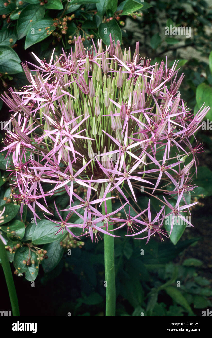 Allium cristophii syn A albopilosum Stock Photo - Alamy