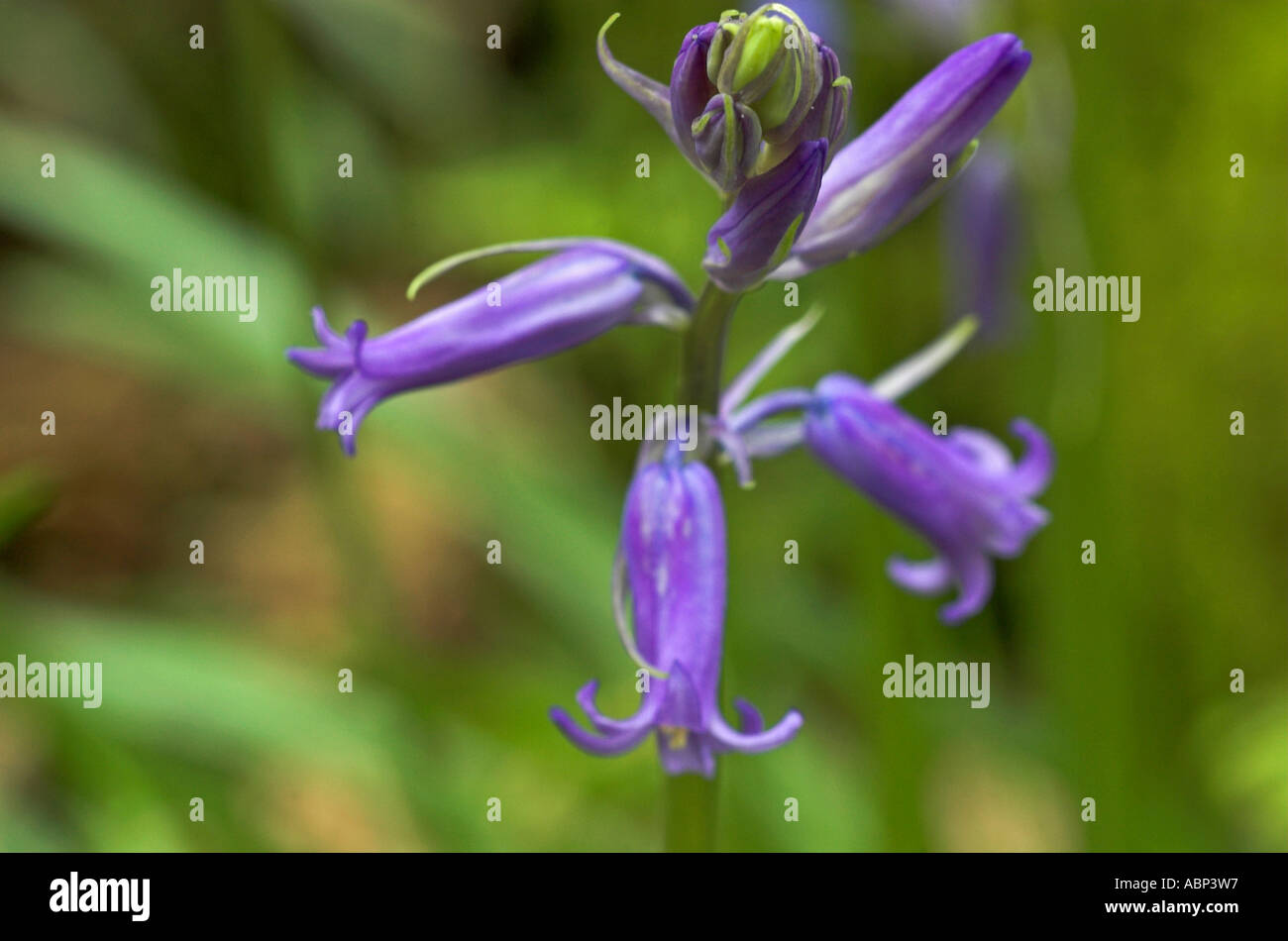 Close up of mauve bluebell flowers hi-res stock photography and images ...