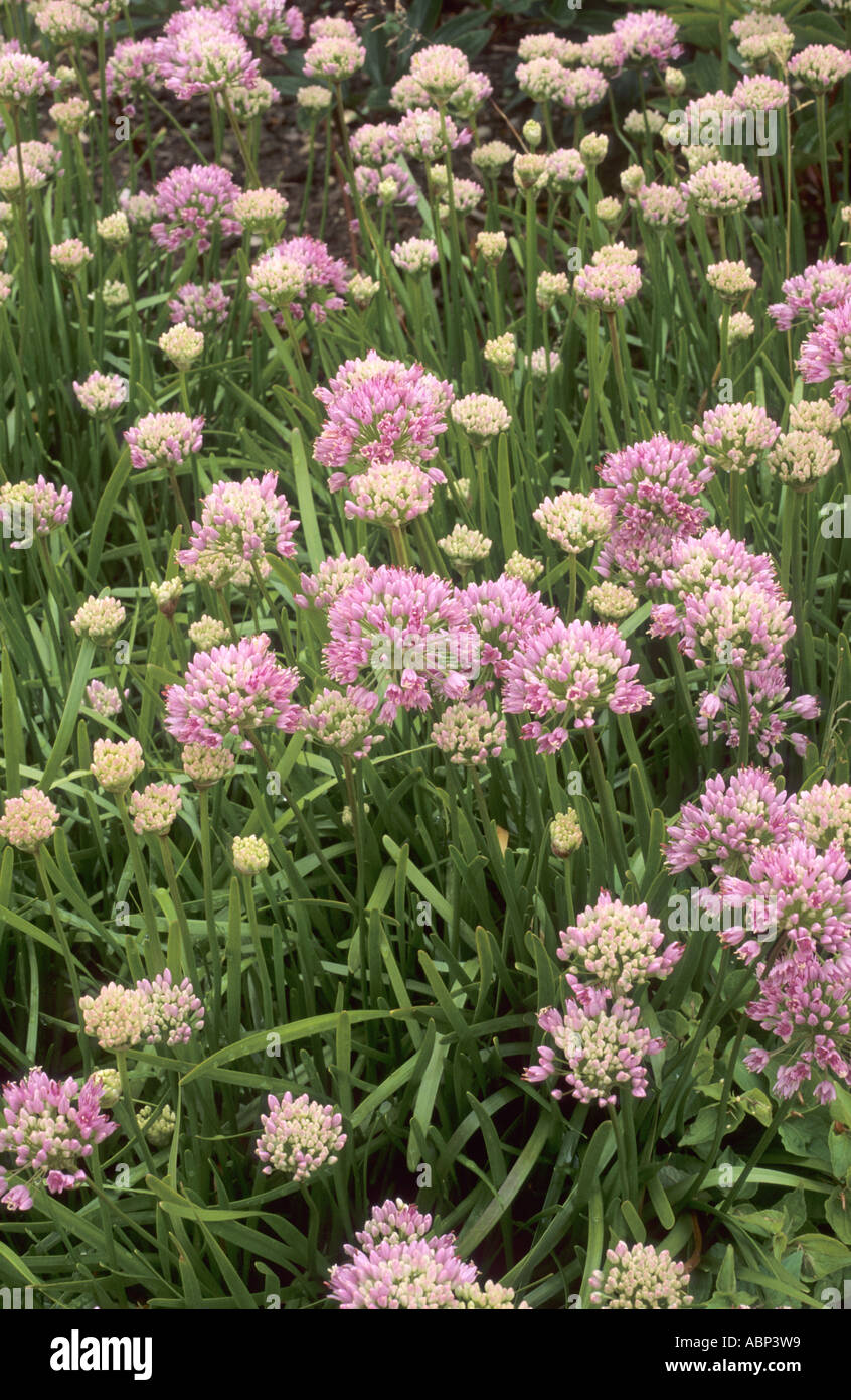 Allium Nutans High Resolution Stock Photography and Images - Alamy