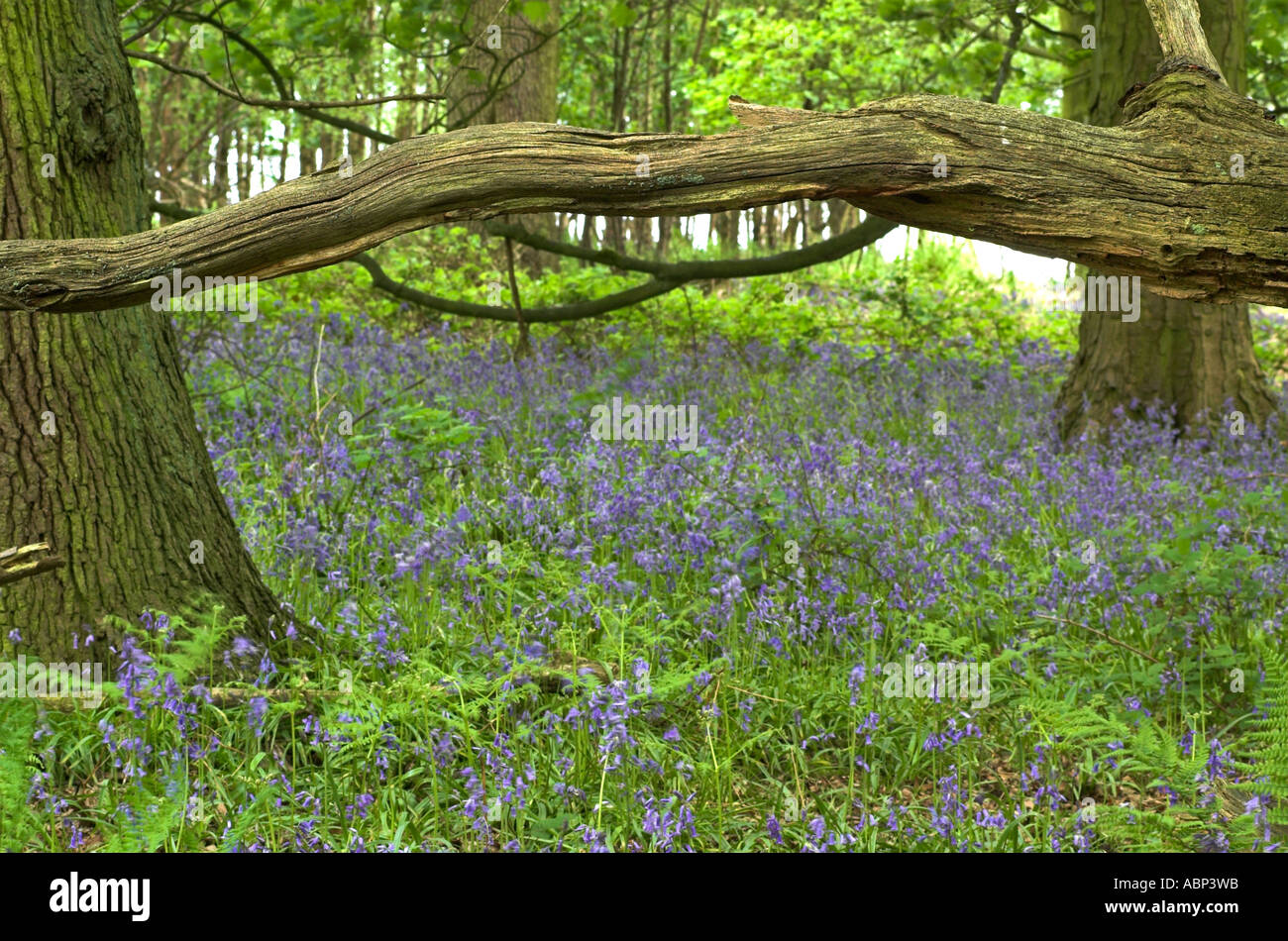 Fallen tree and Bluebells Stock Photo - Alamy
