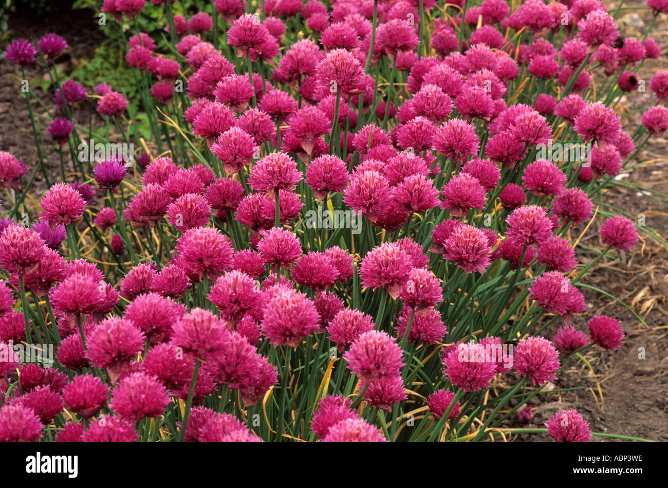 Allium schoenoprasum Forescate Stock Photo - Alamy