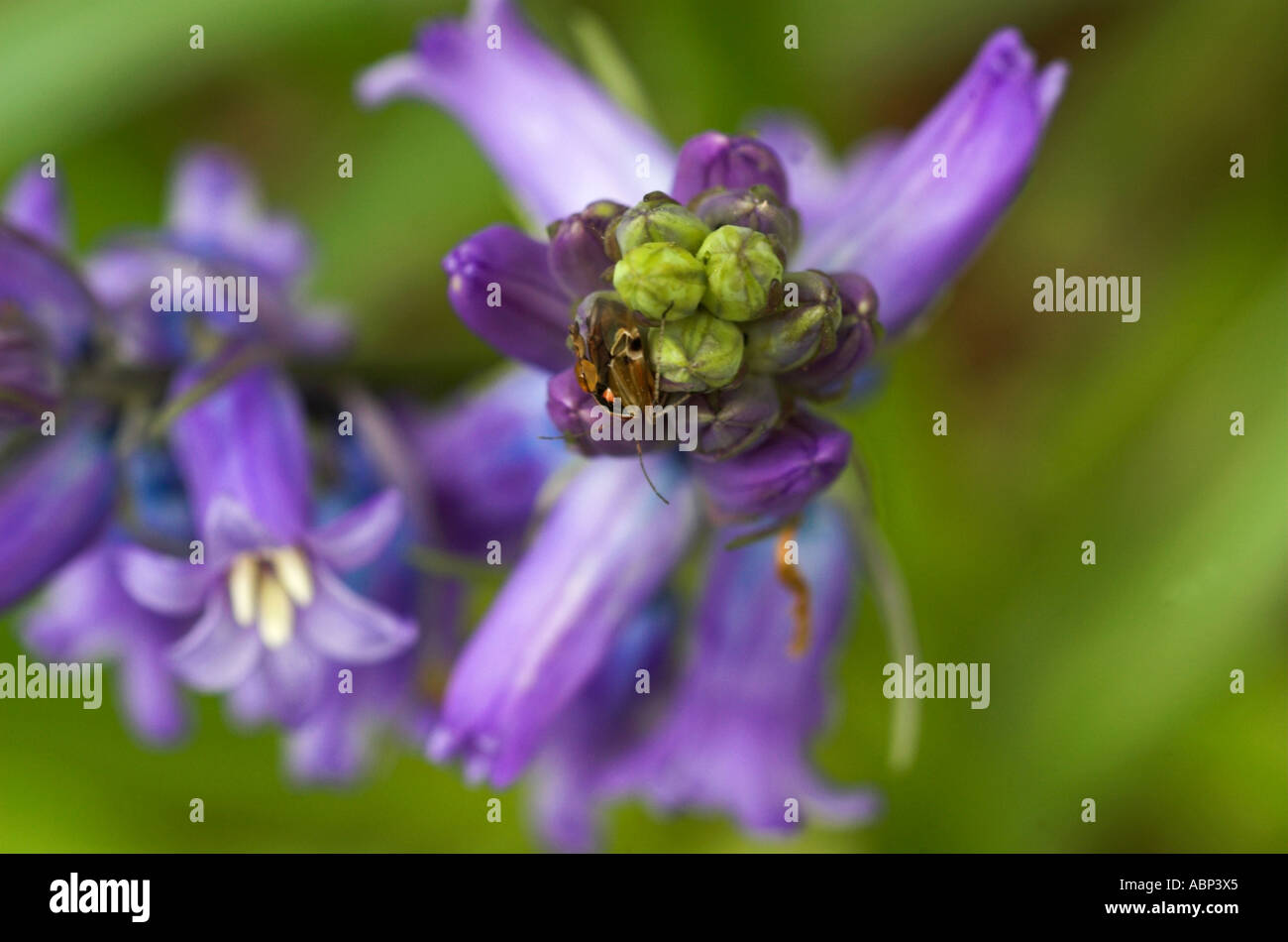 Close up of mauve bluebell flowers hi-res stock photography and images ...