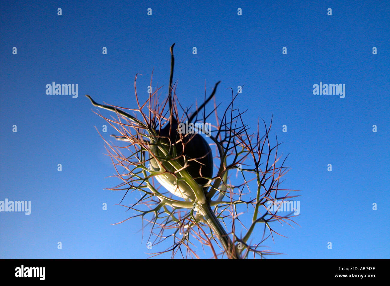 Vessel with seeds hi-res stock photography and images - Alamy