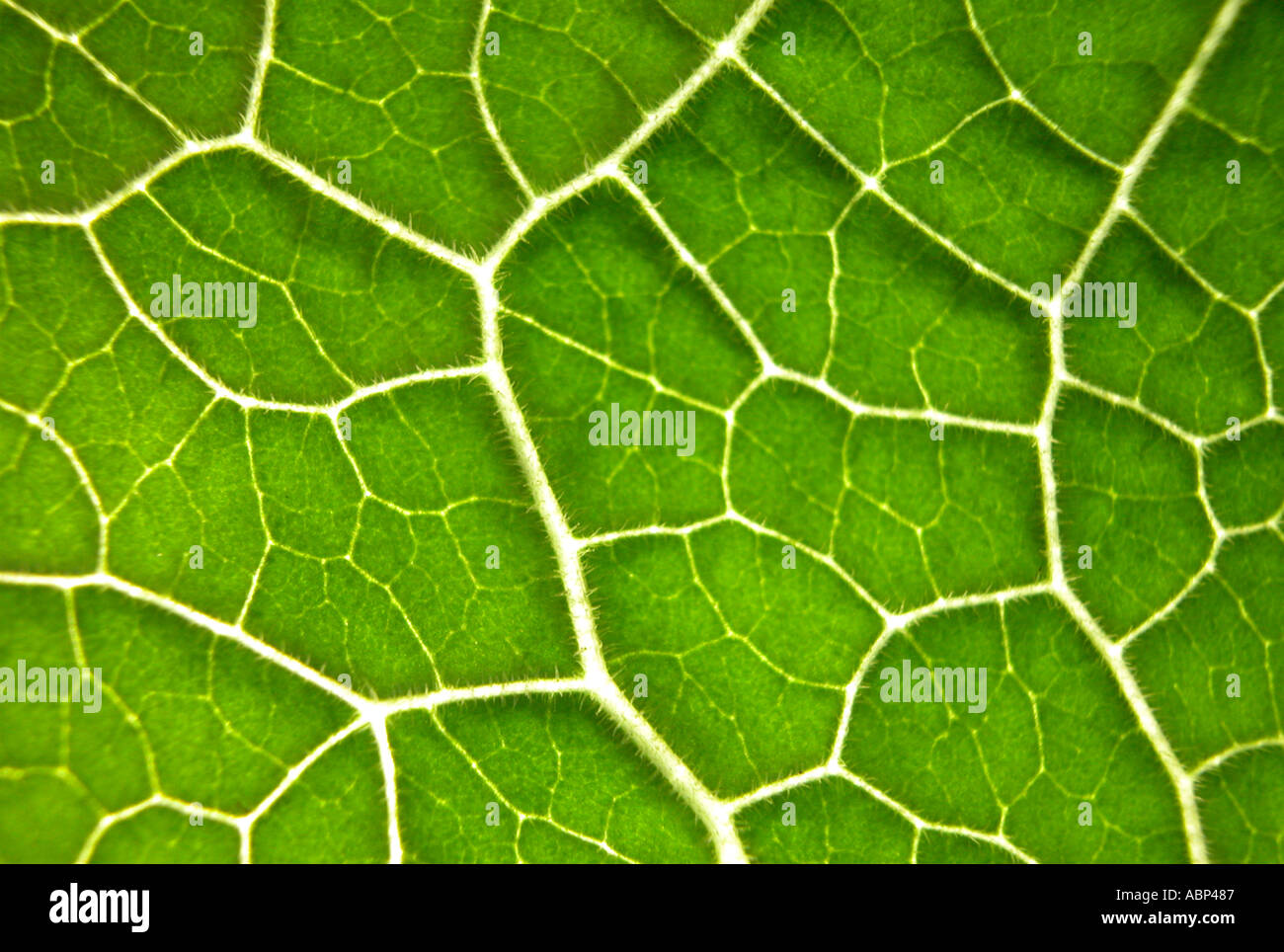 green leaf structure Stock Photo - Alamy