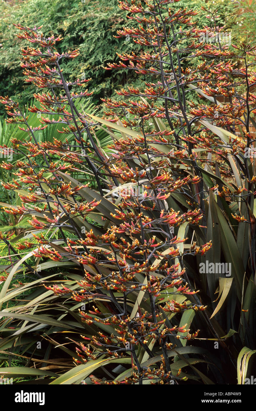 Phormium tenax Purpureum Group in flower Stock Photo - Alamy