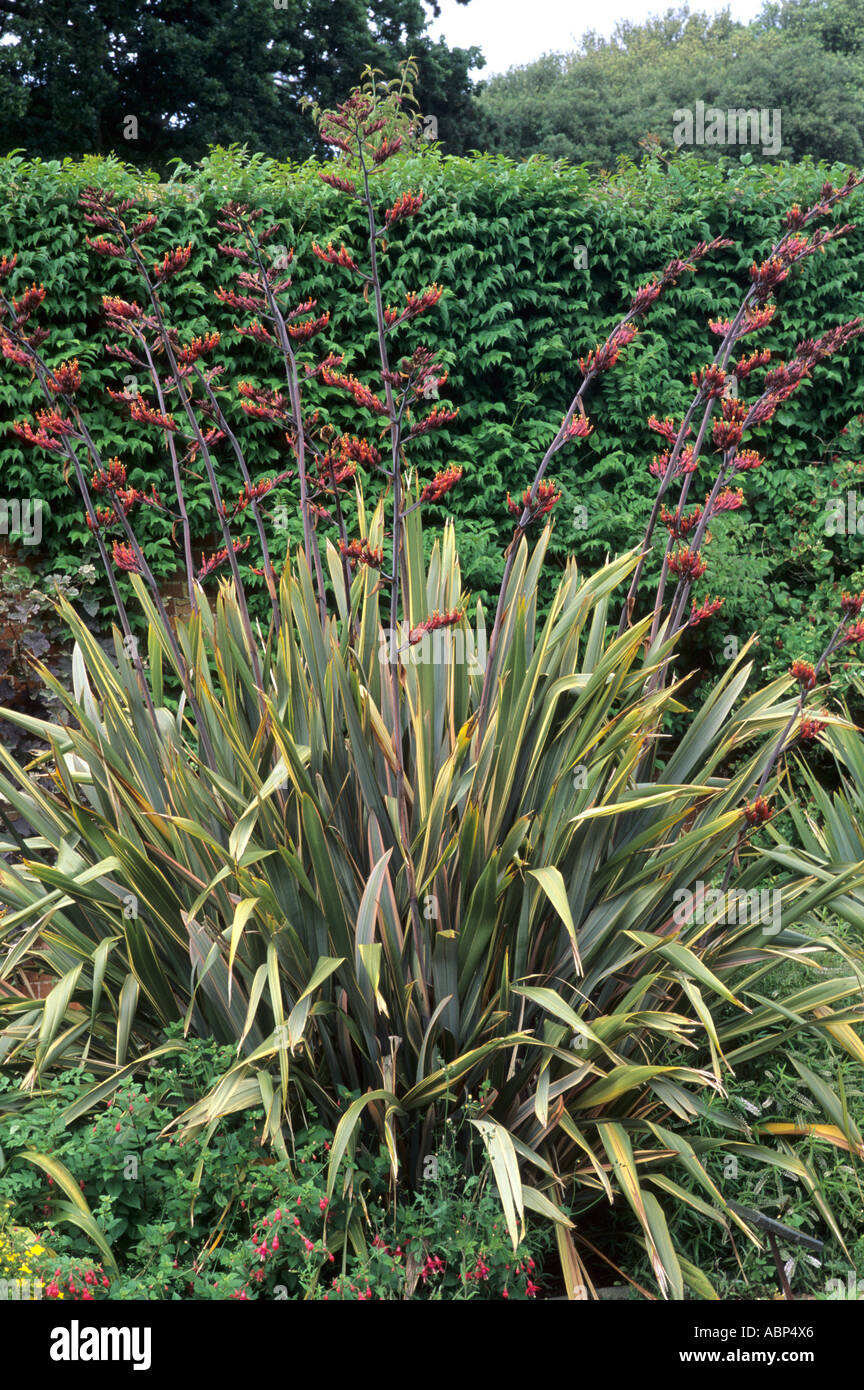 Phormium tenax with flowers Stock Photo - Alamy