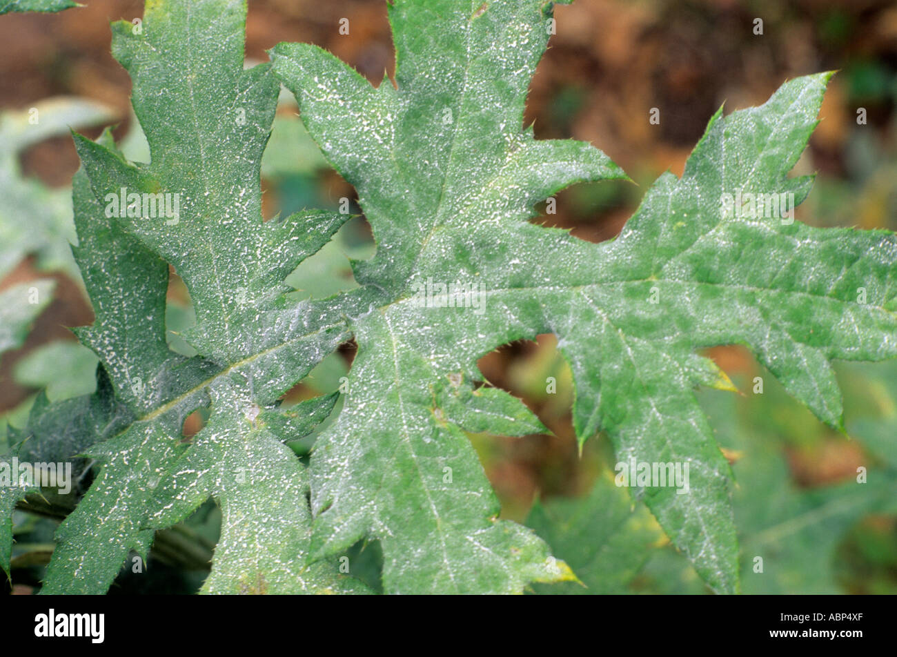 Rust on Echinops Leaf Stock Photo - Alamy