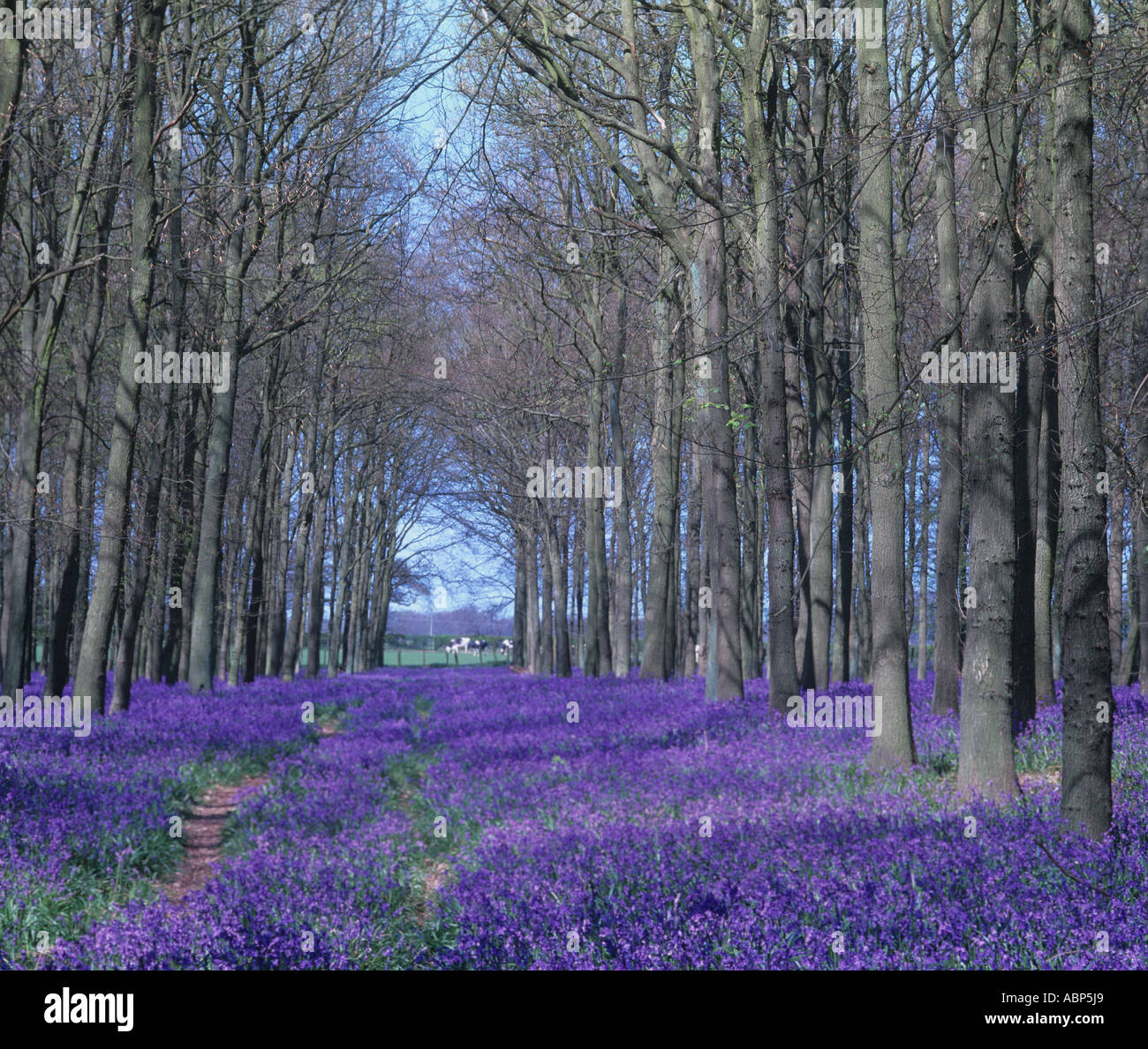 Bluebell Wood Ashridge Estate Herts UK Stock Photo - Alamy