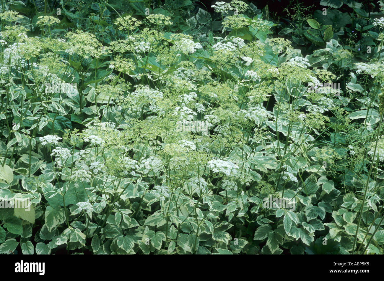 Aegopodium podograria 'Variegata', Ground Elder, invasive ground cover ...