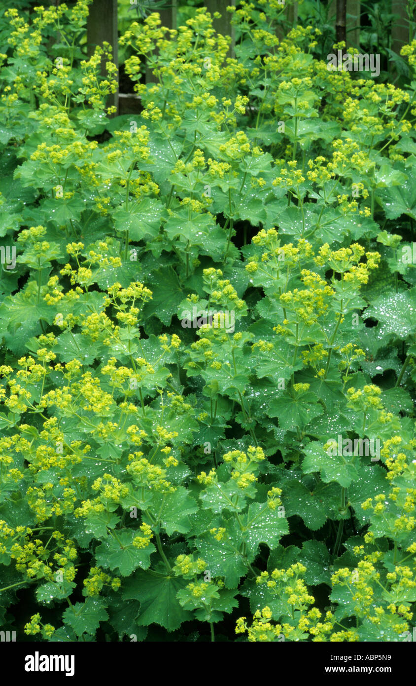 Alchemilla mollis, rain droplets, ground cover plant Stock Photo - Alamy