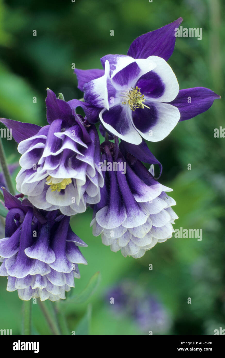 Addison hi-res stock photography and images - Alamy