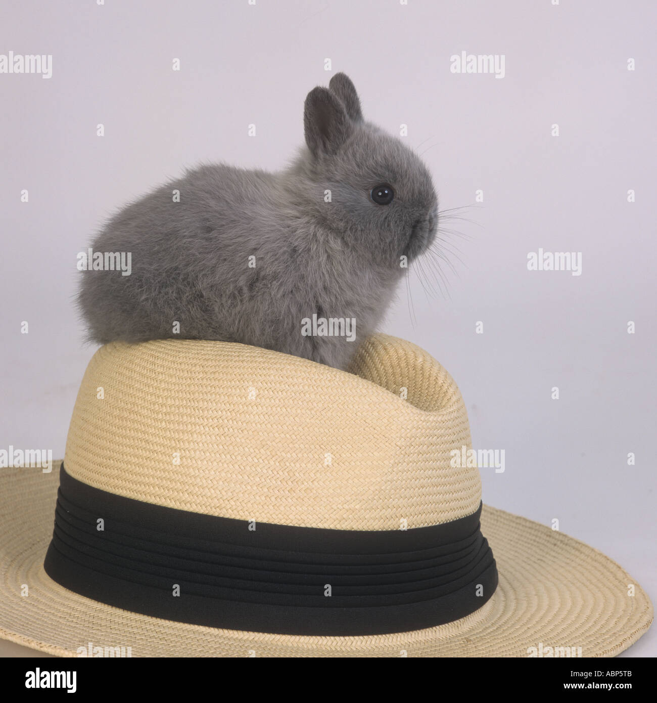 Brush rabbits hi-res stock photography and images - Alamy