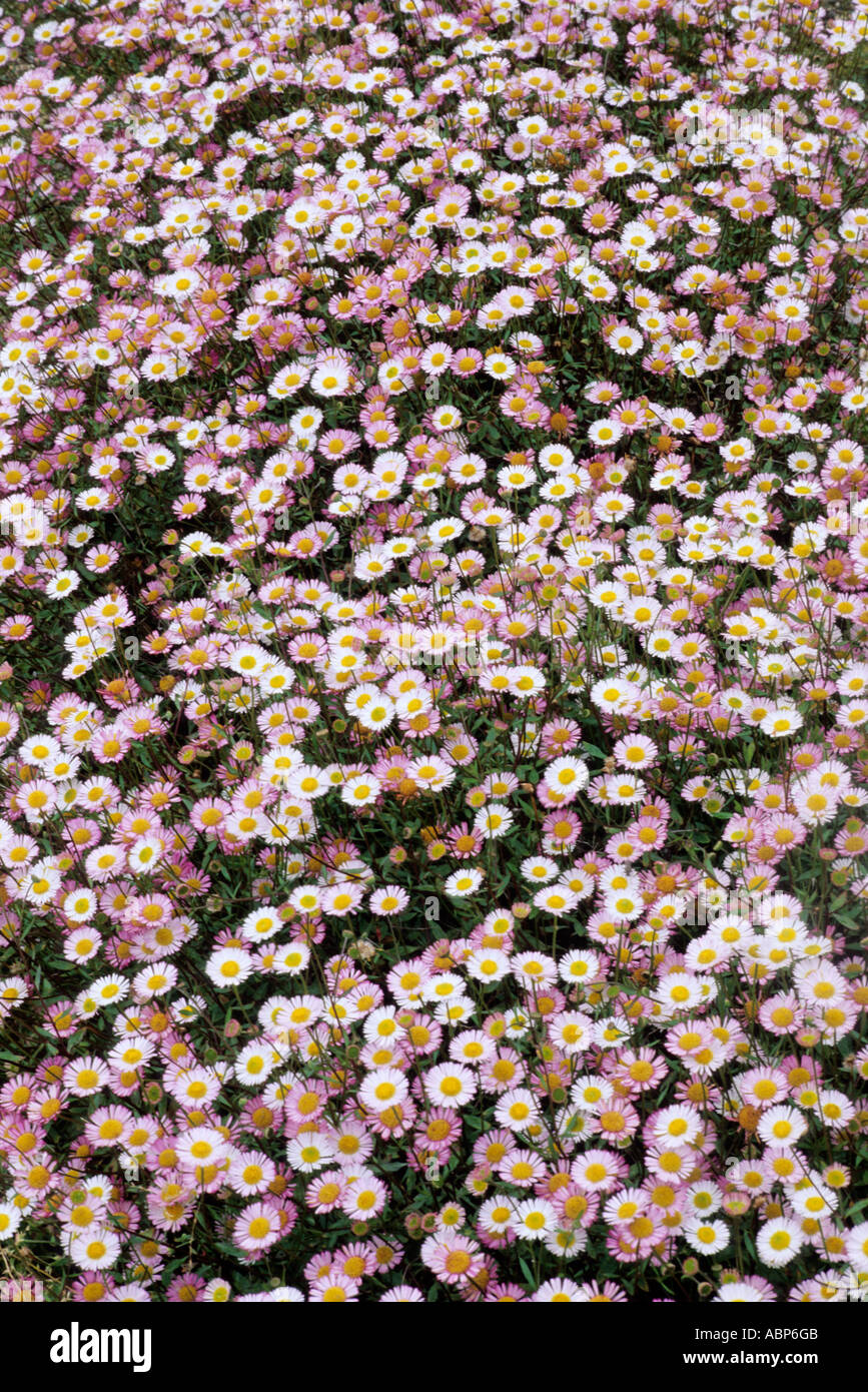 Erigeron Alpinus High Resolution Stock Photography and Images - Alamy