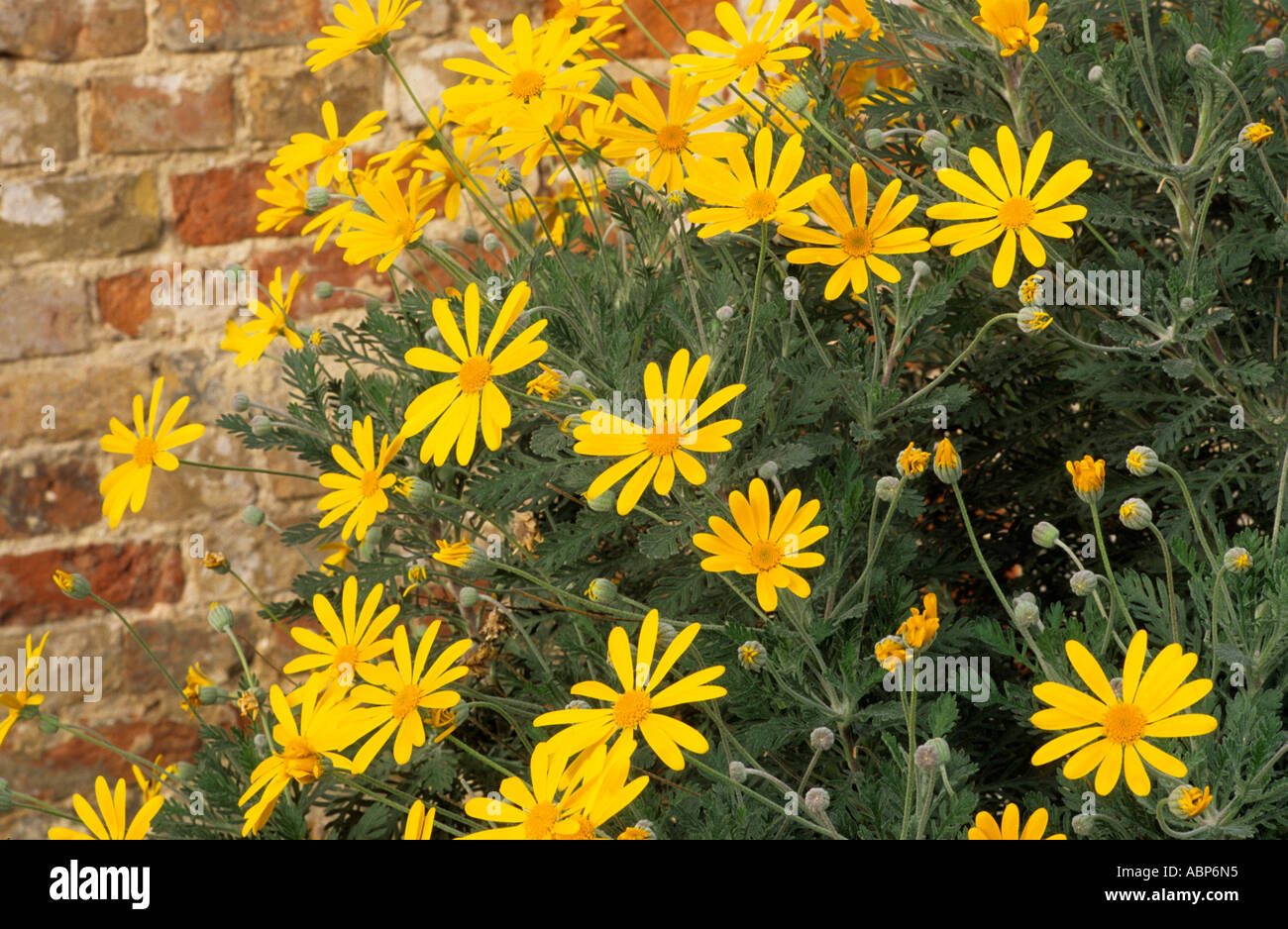 Euryops pectinatus, yellow flowers flower garden plant plants Stock ...