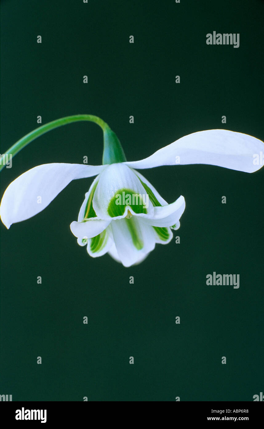 Lavinia lavinia hi-res stock photography and images - Alamy