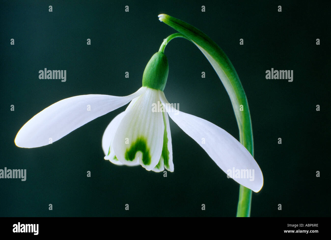 Galanthus Magnet High Resolution Stock Photography and Images - Alamy