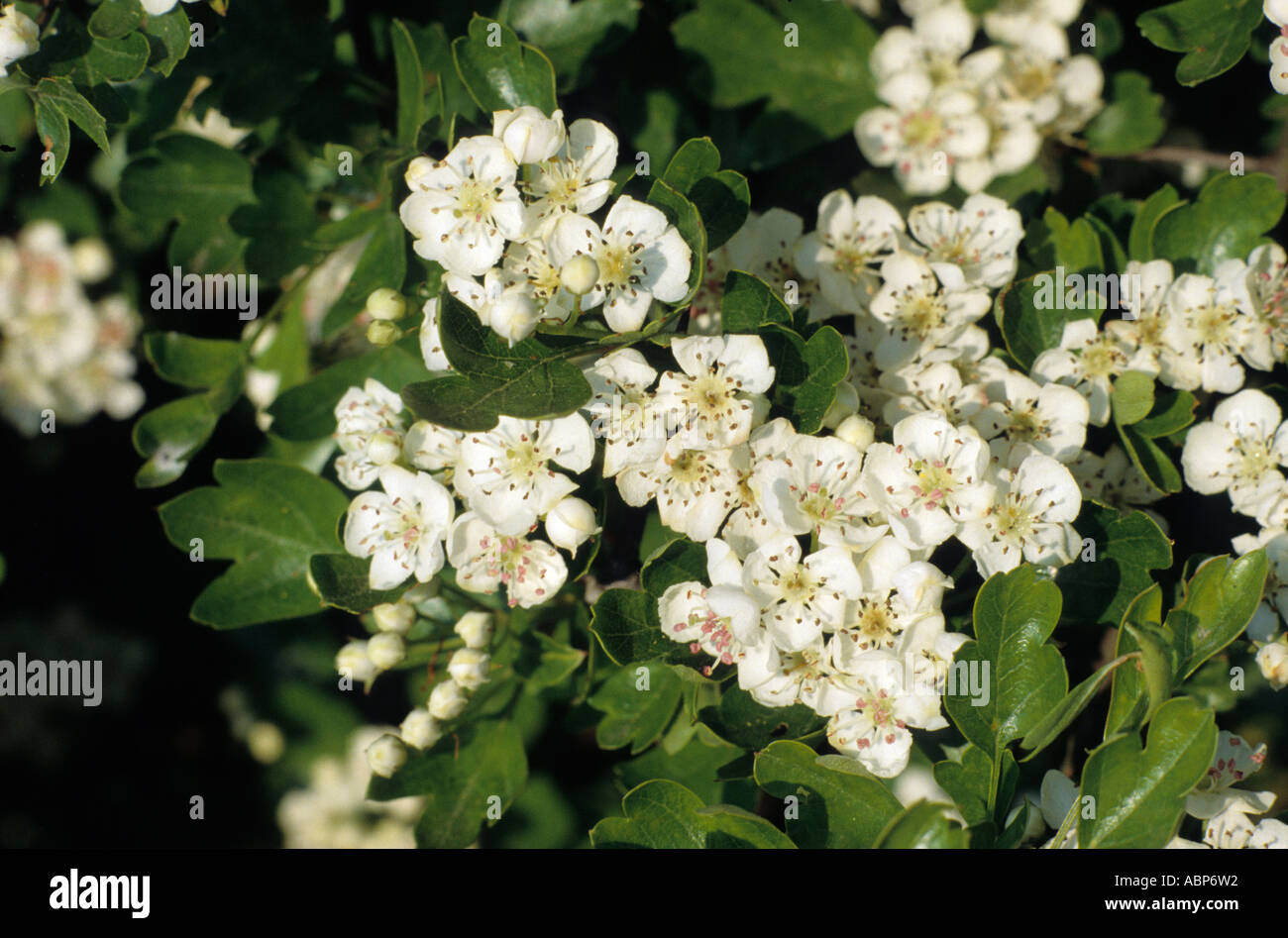 Hawthorn flower Crataegus monogyna Stock Photo - Alamy