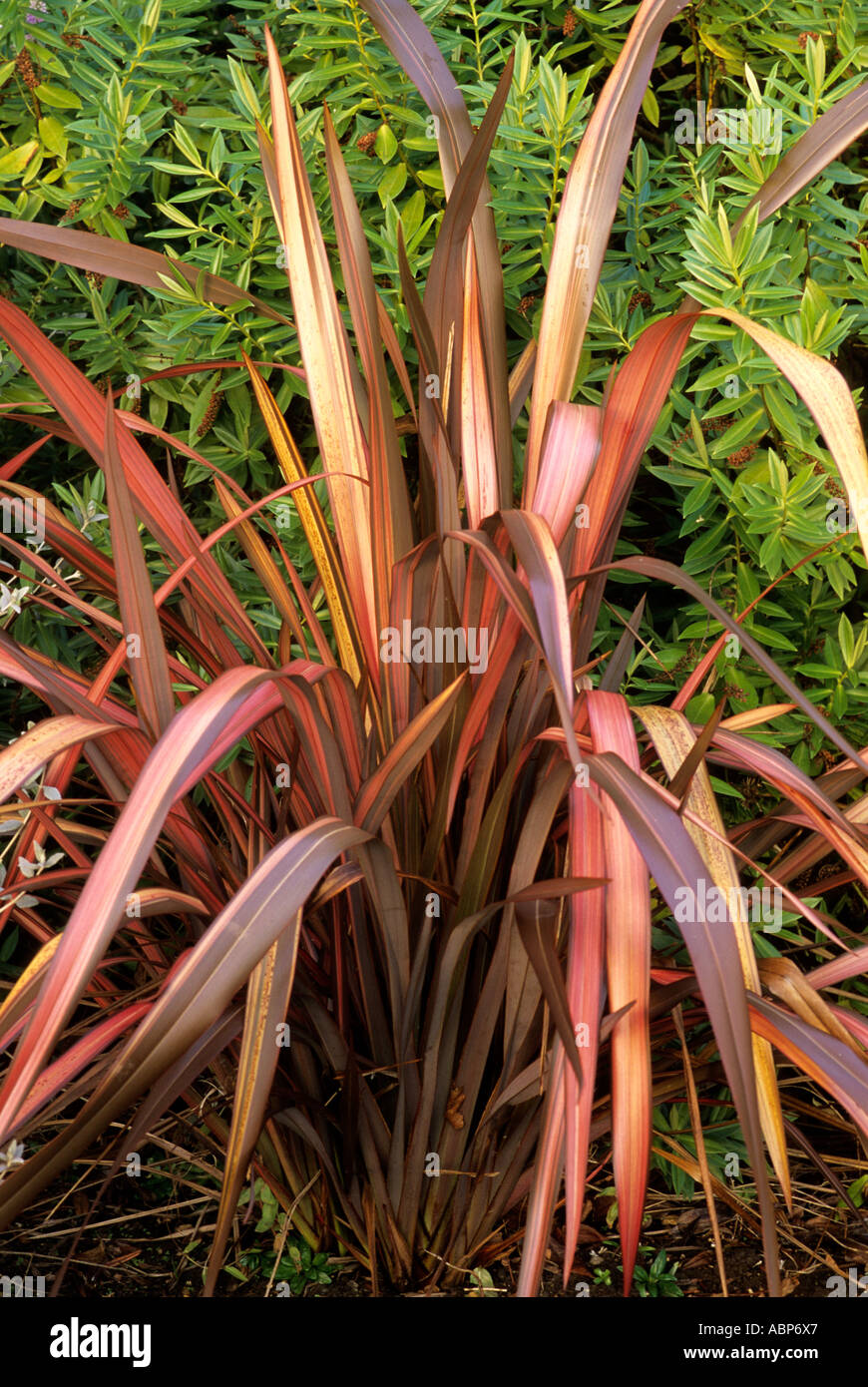 Phormium 'Maori Sunrise', New Zealand flax, striped red and bronze ...