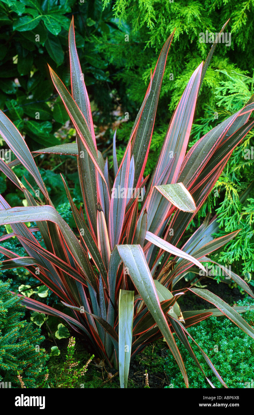 Phormium 'Sundowner', New Zealand flax, striped pink and bronze leaf ...
