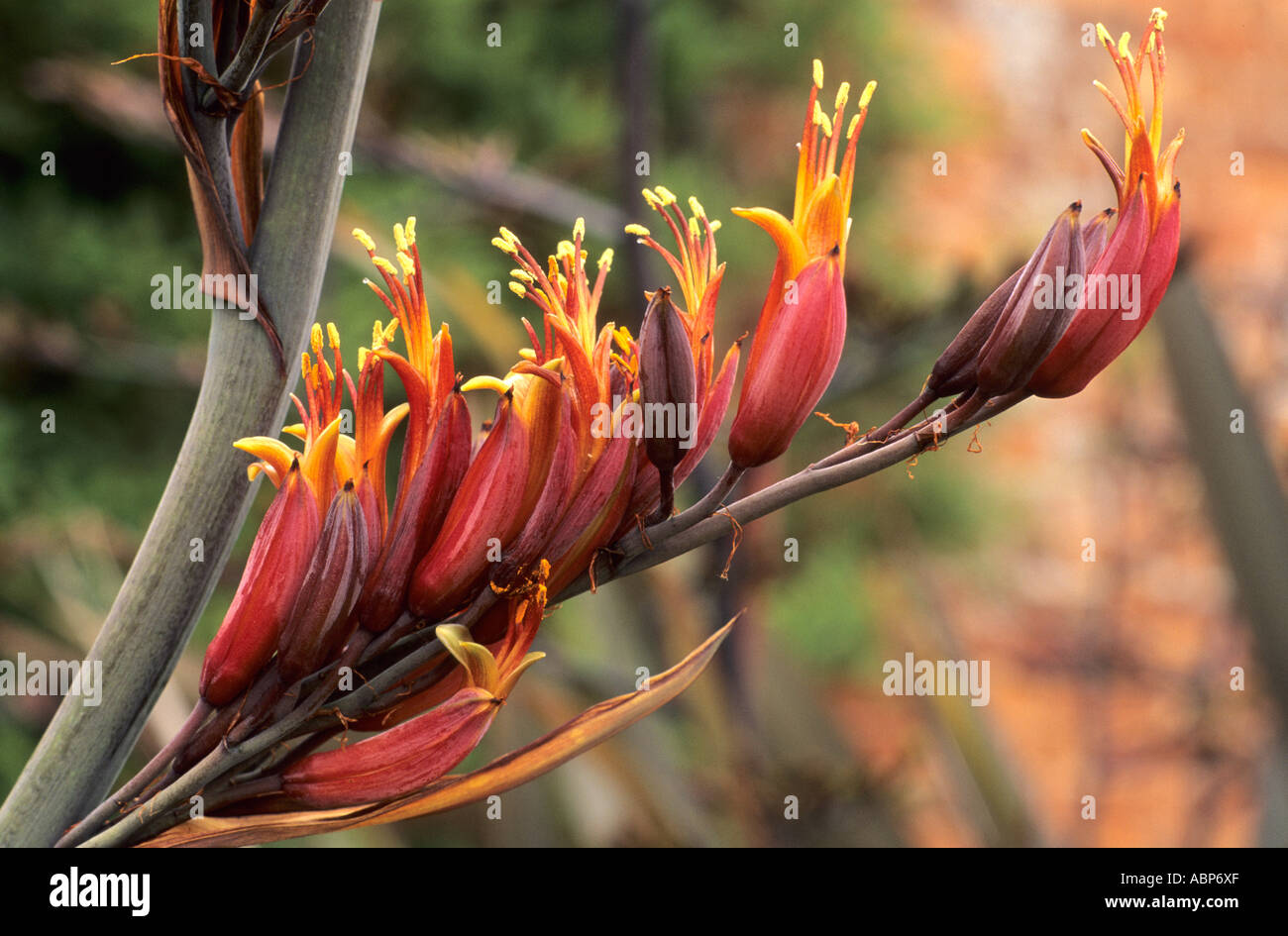 Phormium tenax, flower, detail Stock Photo - Alamy