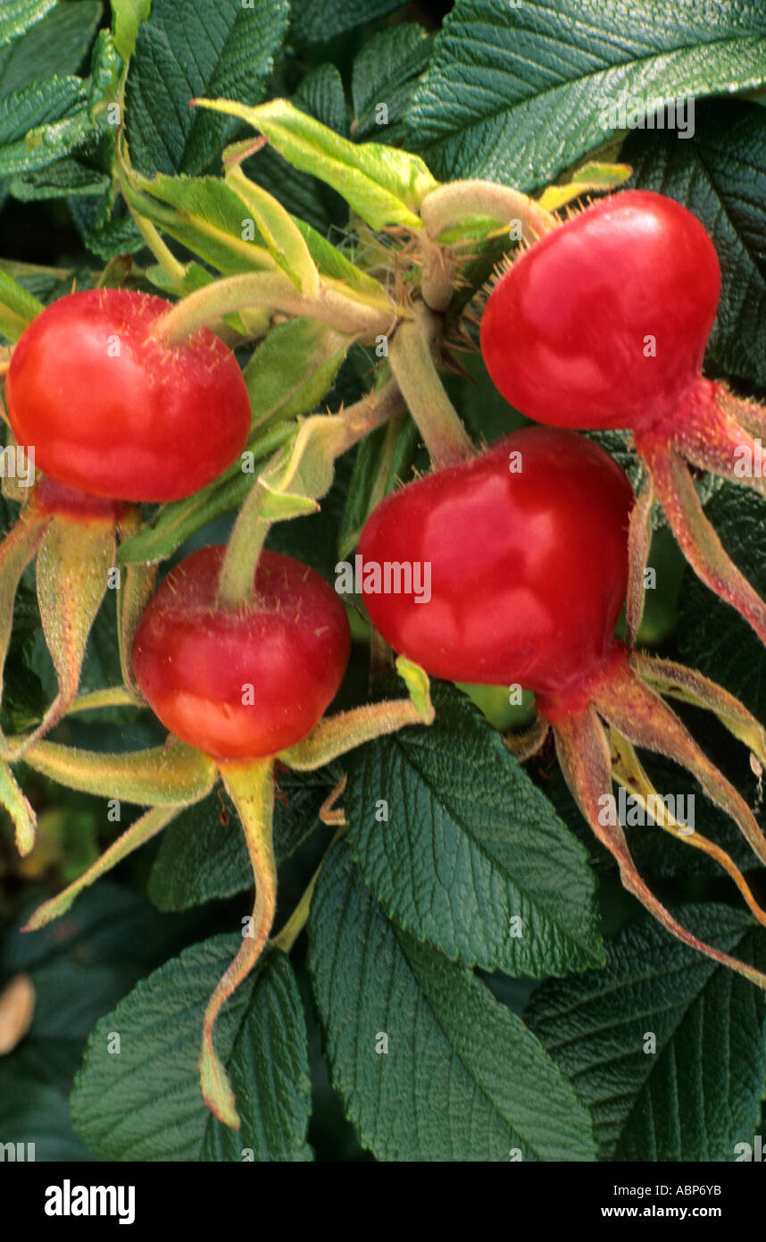 Rosa fru dagmar hastrup hi-res stock photography and images - Alamy