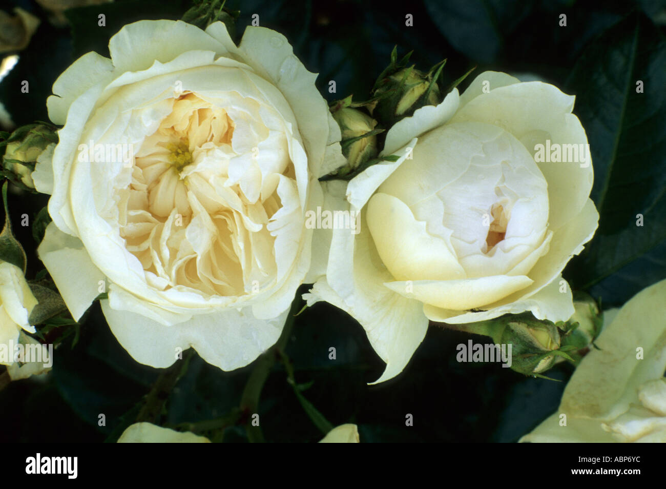 Macmillan rose hi-res stock photography and images - Alamy
