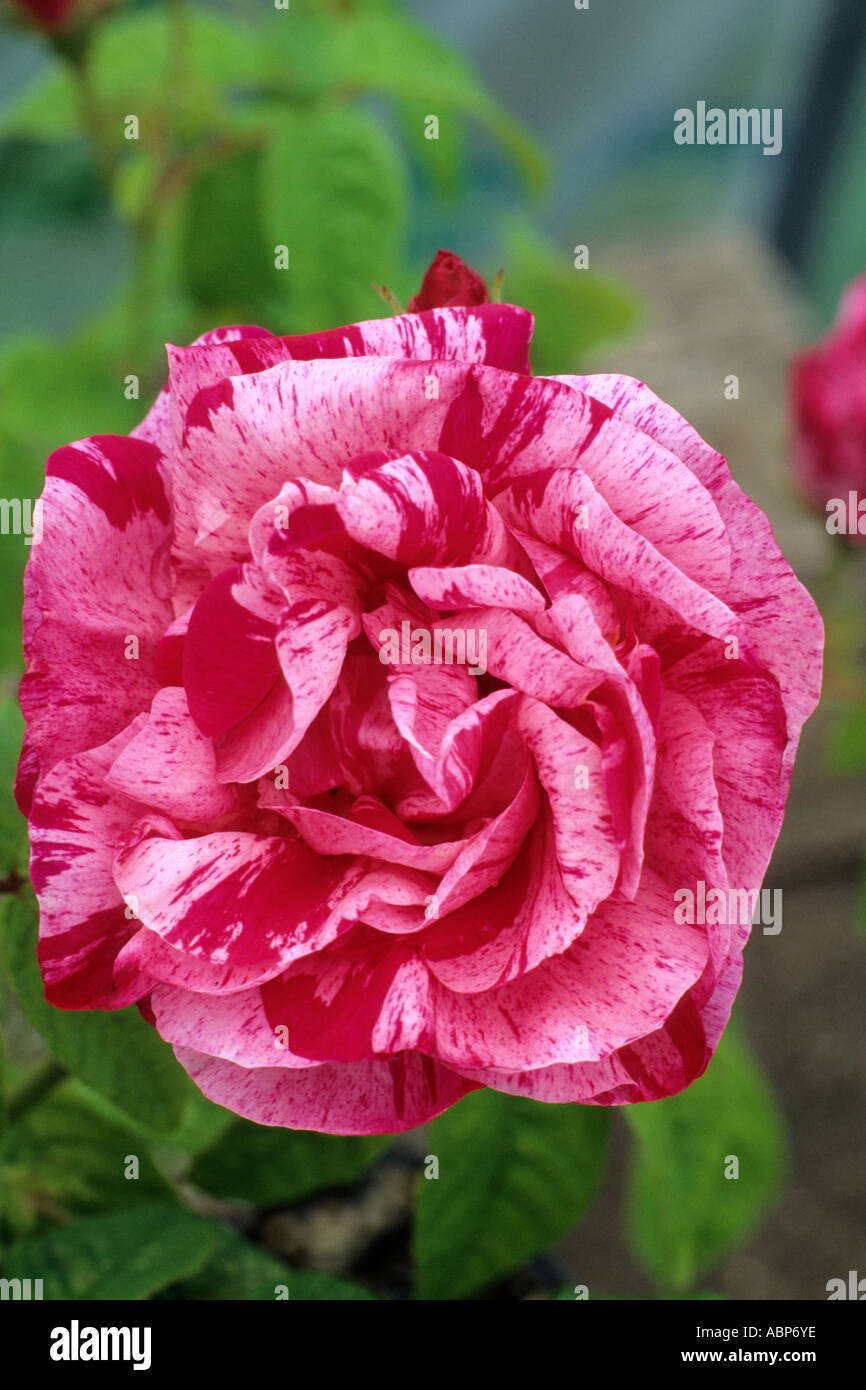 Rosa gallica versicolor rosa mundi hi-res stock photography and images ...