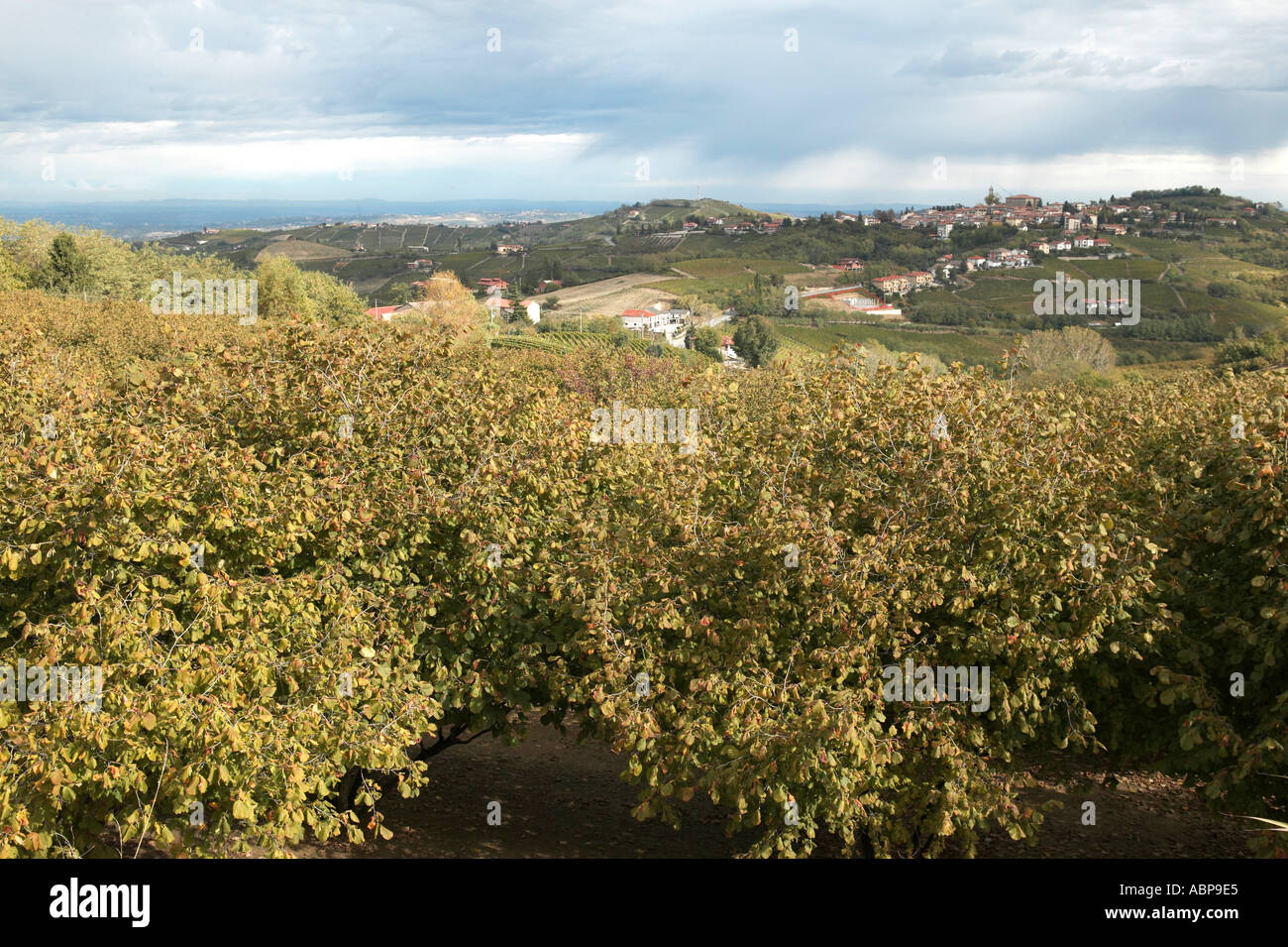 Langhe Italy Mango High Resolution Stock Photography and Images - Alamy