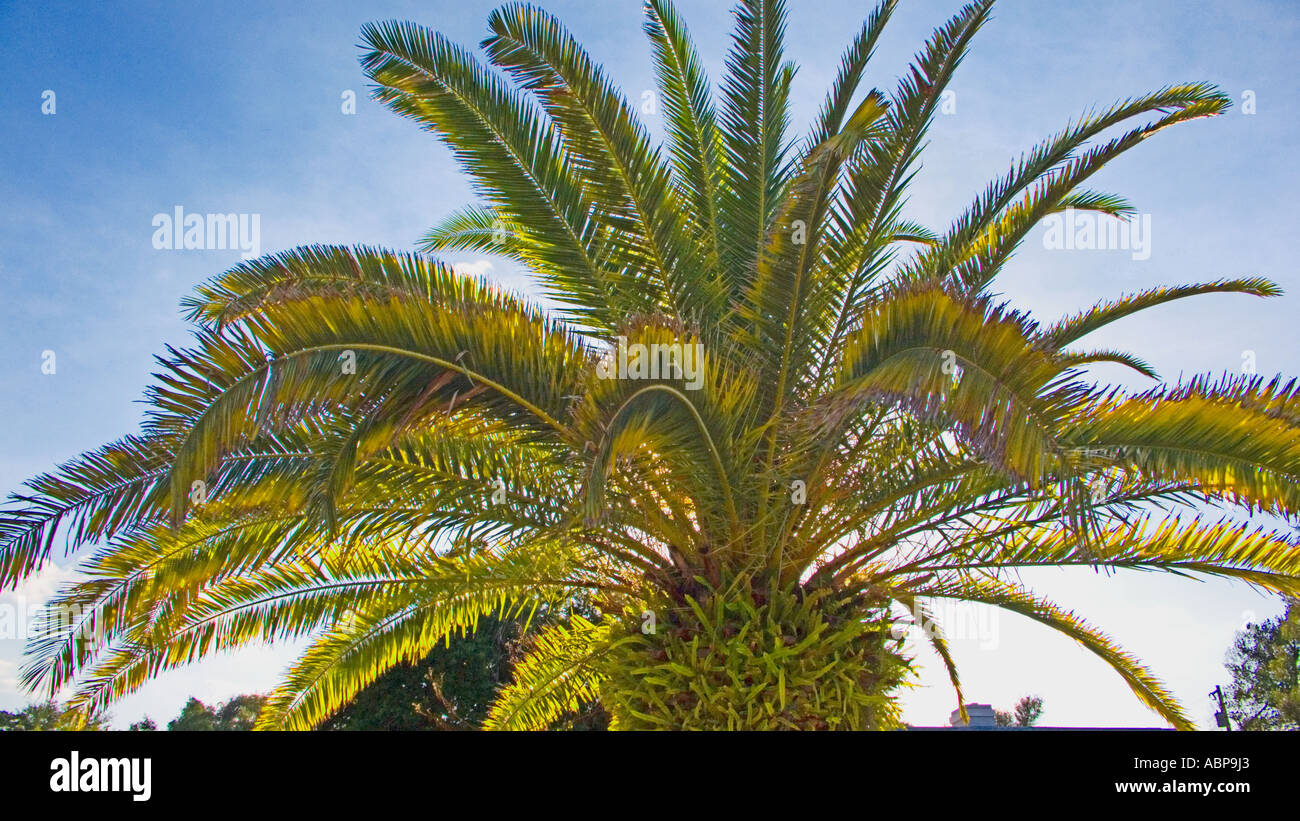 Phoenix reclinata palm tree in Florida residential area. Also known as ...