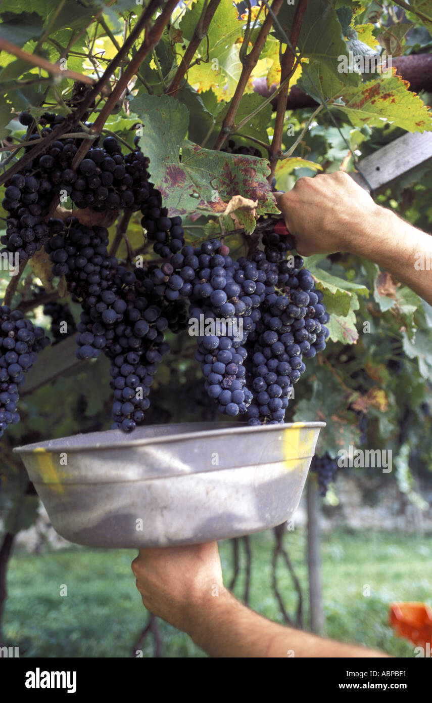 Preparation of Marzemino wine Stock Photo - Alamy