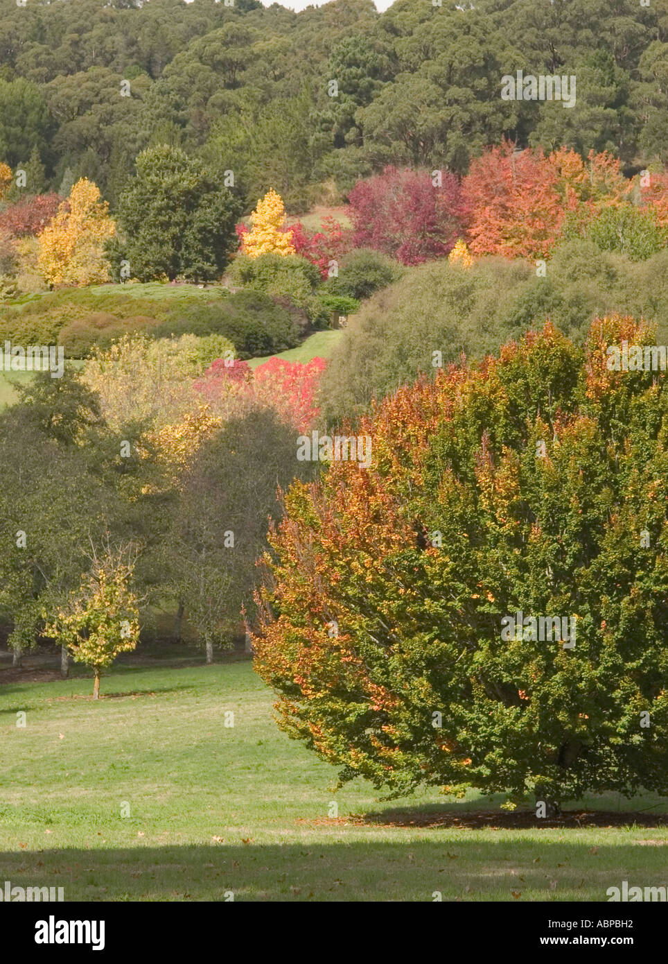 AUTUMN COLOURS IN TREES AT BOTANICAL GARDENS, MOUNT LOFTY, ADELAIDE ...