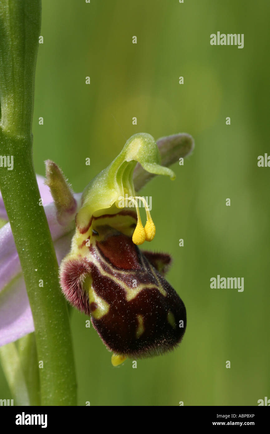 Bee Orchid (Ophrys apifera) flower Stock Photo - Alamy