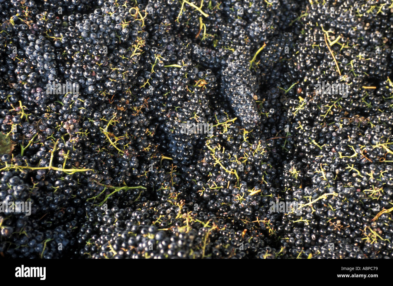 Pressing grapes for wine hi-res stock photography and images - Alamy