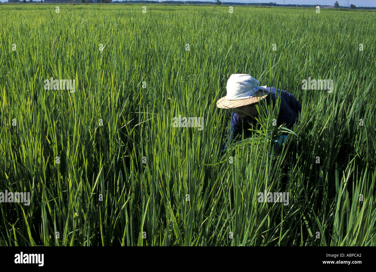 Rice weeder hi-res stock photography and images - Alamy