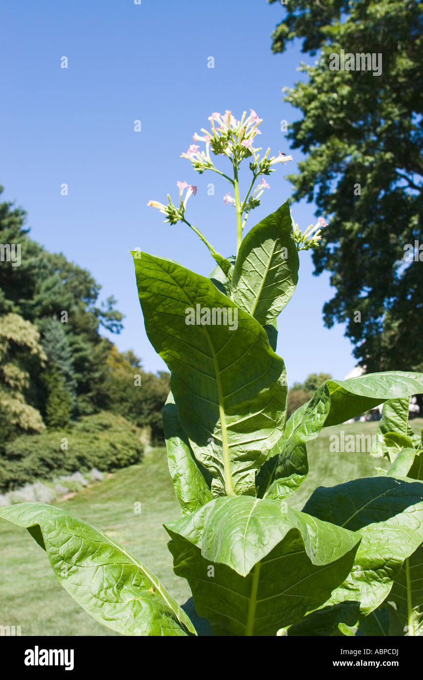 Tobacco plant blooming in Chanticleer Serpentine garden Stock Photo - Alamy