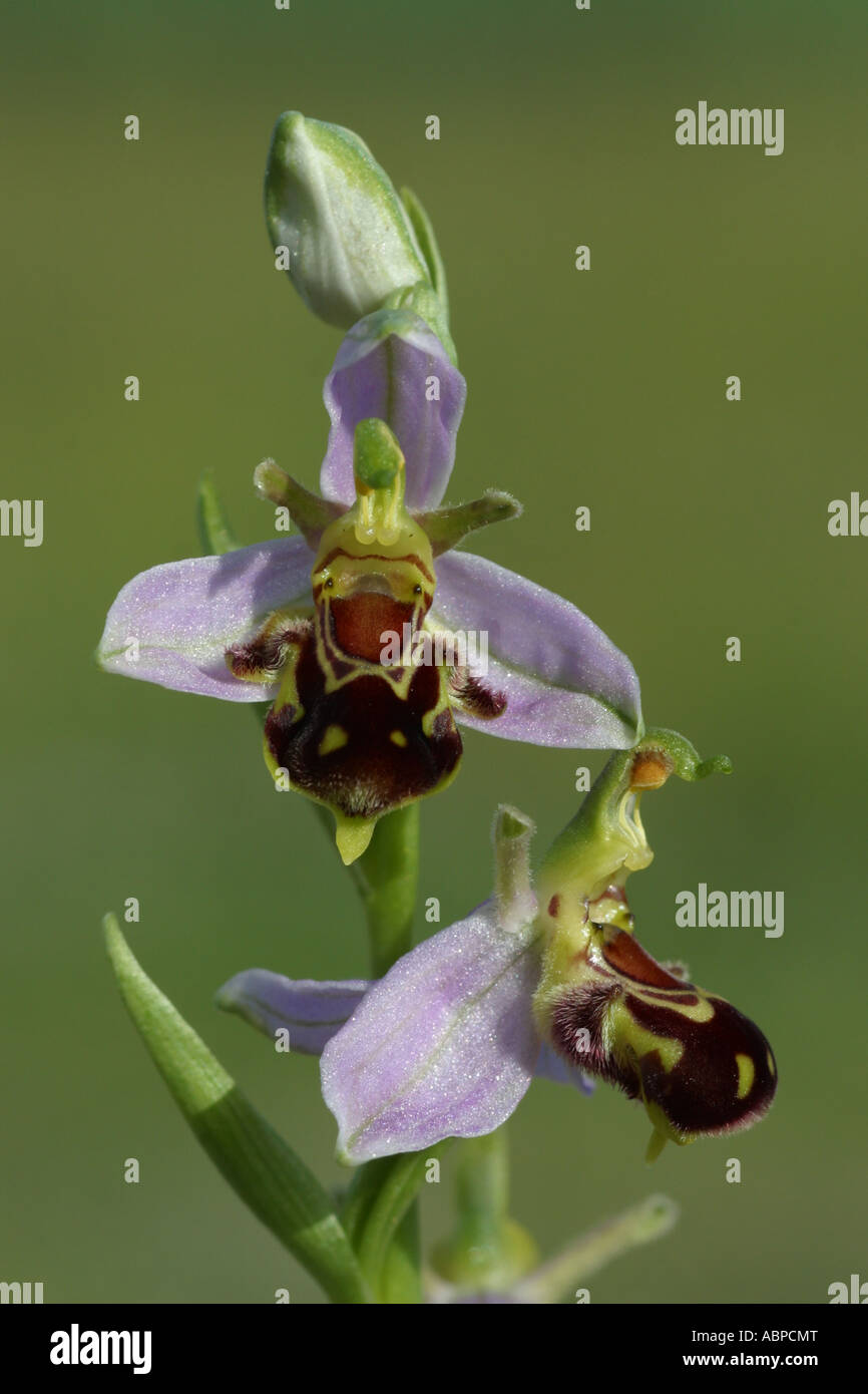 Bee Orchid (Ophrys apifera) flowers Stock Photo - Alamy