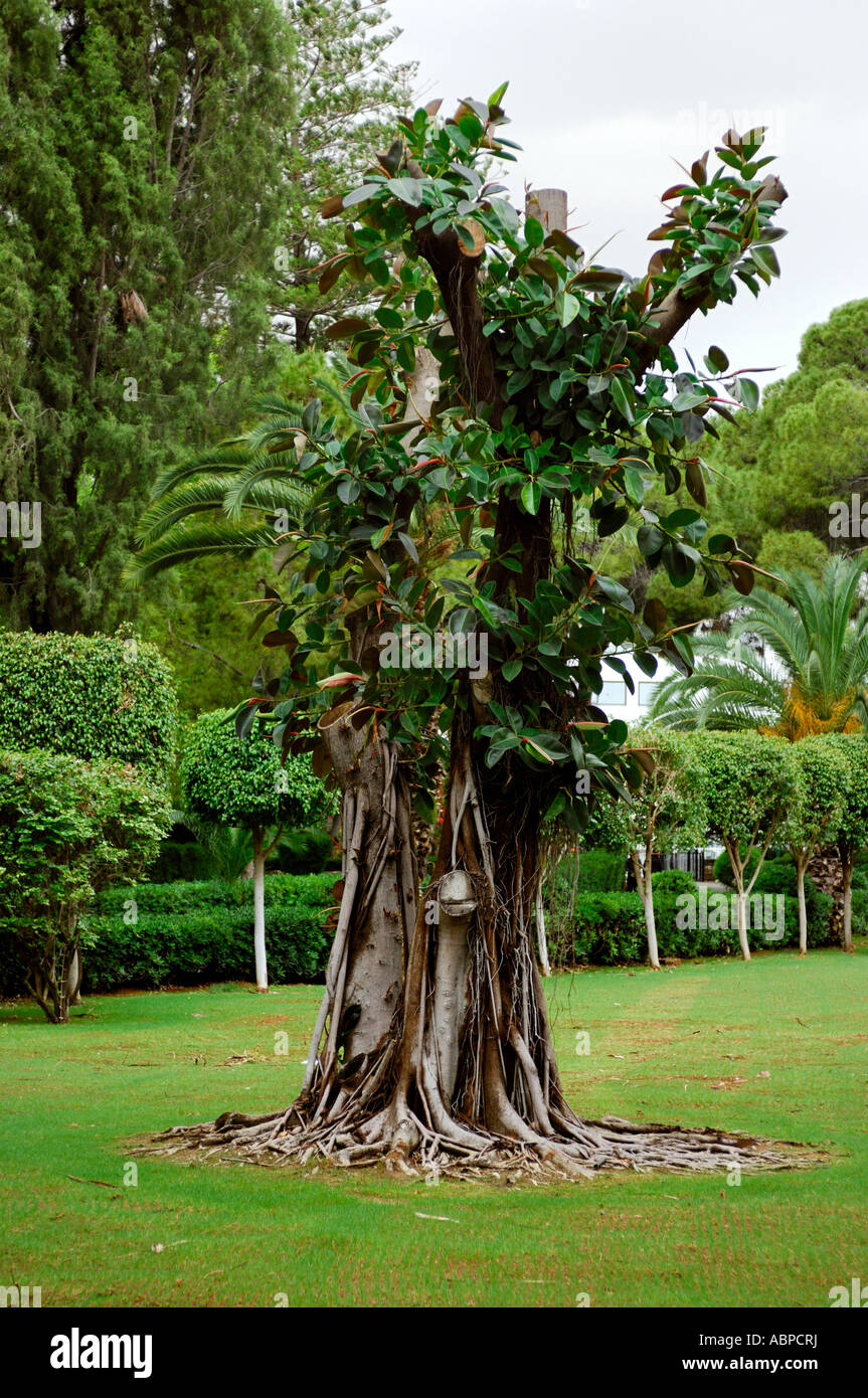 Tree with red pods in Municipal gardens of Limassol in Cyprus Stock ...