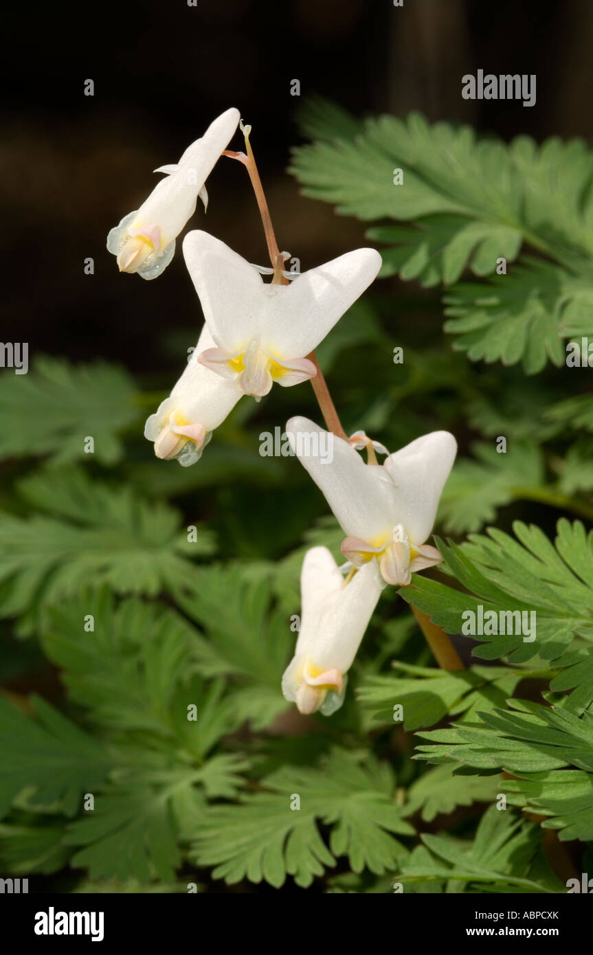 Dutchmans Breeches