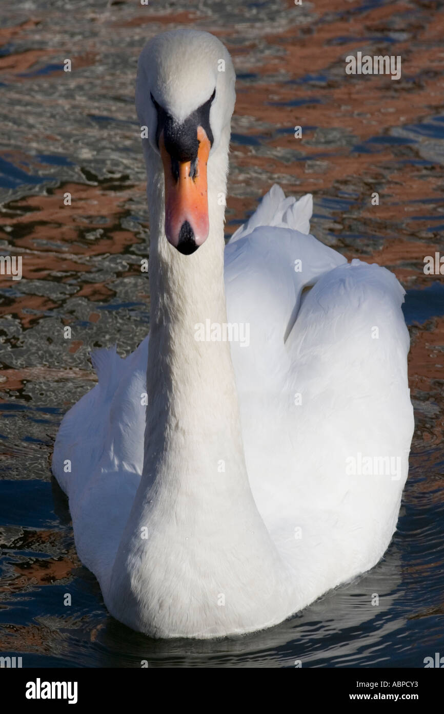 White swan facing left hi-res stock photography and images - Alamy