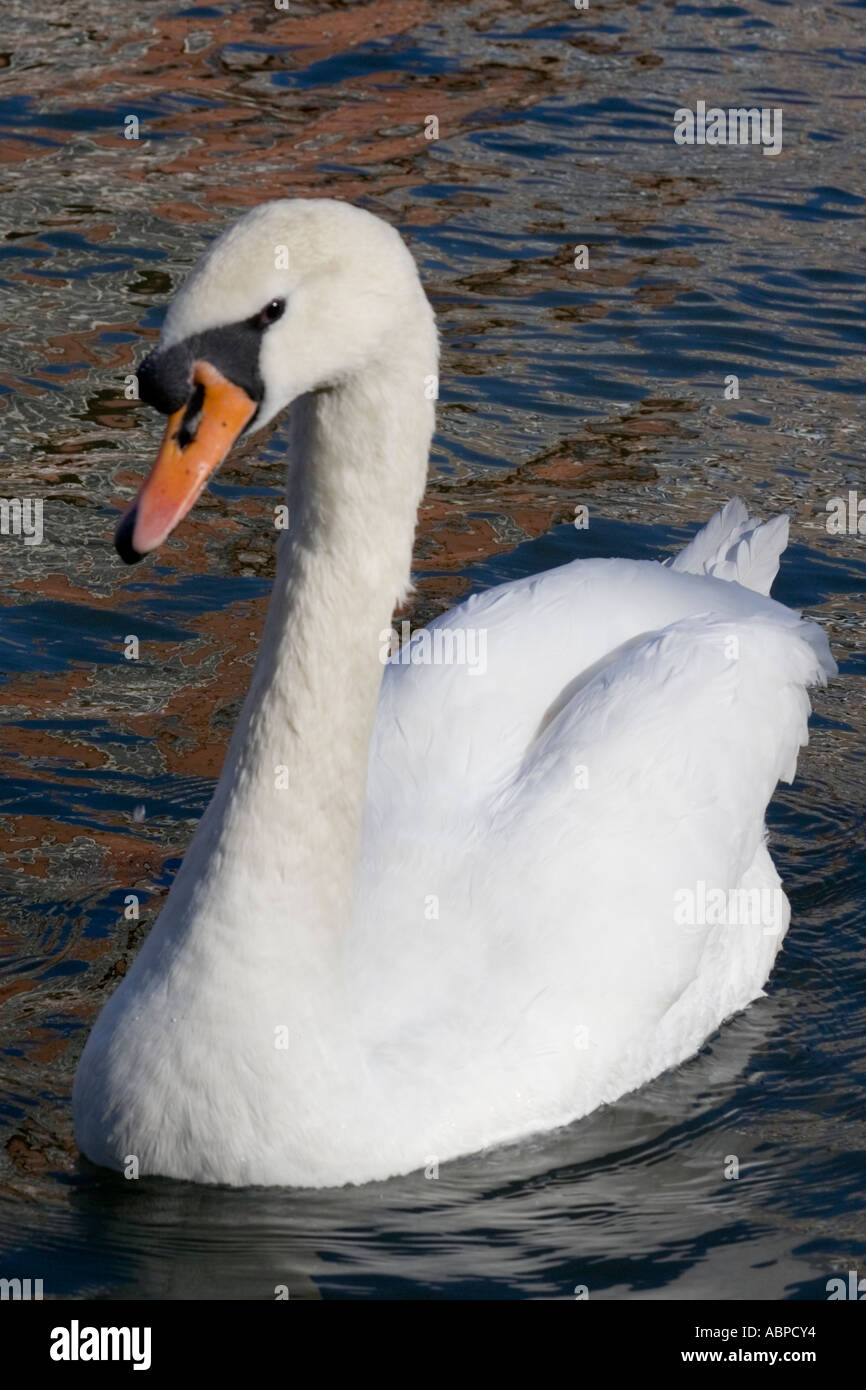 White swan facing left hi-res stock photography and images - Alamy