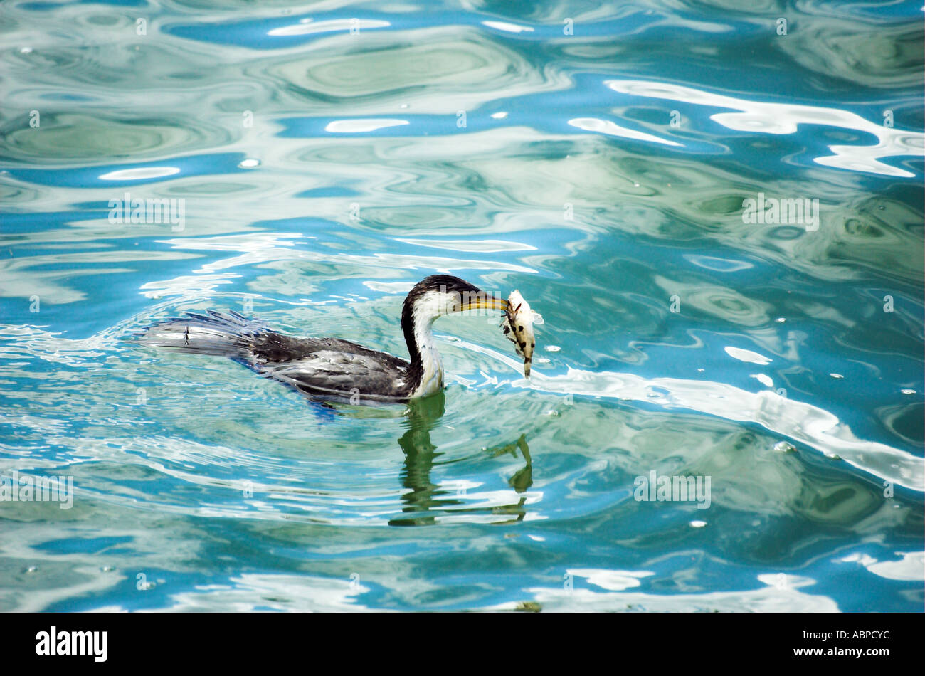 Cormorant catching a fish St Kilda Australia Stock Photo - Alamy